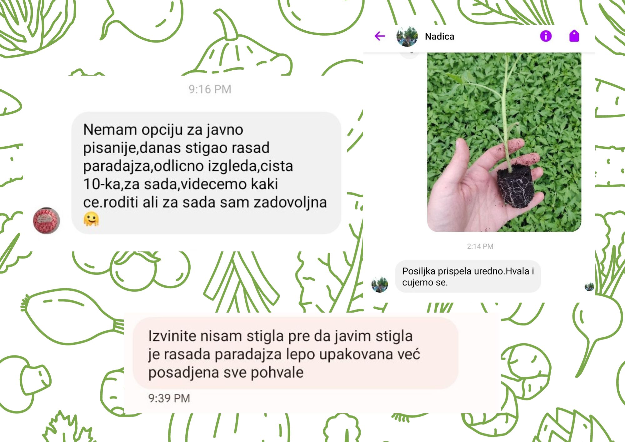 Rasad Paradajza Paradajza - Stara Semena