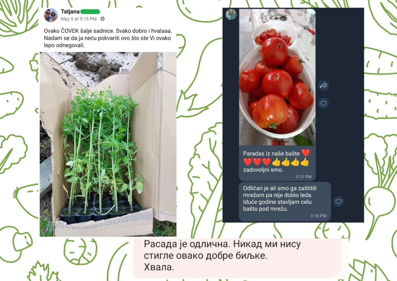 Rasad Paradajza Paradajza - Stara Semena