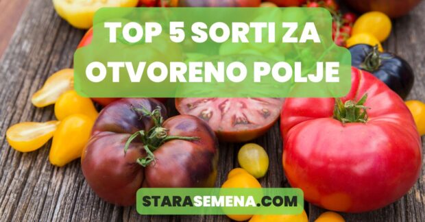 Najbolje sorte paradajza za sadnju na otvorenom - Preporuke - Stara Semena