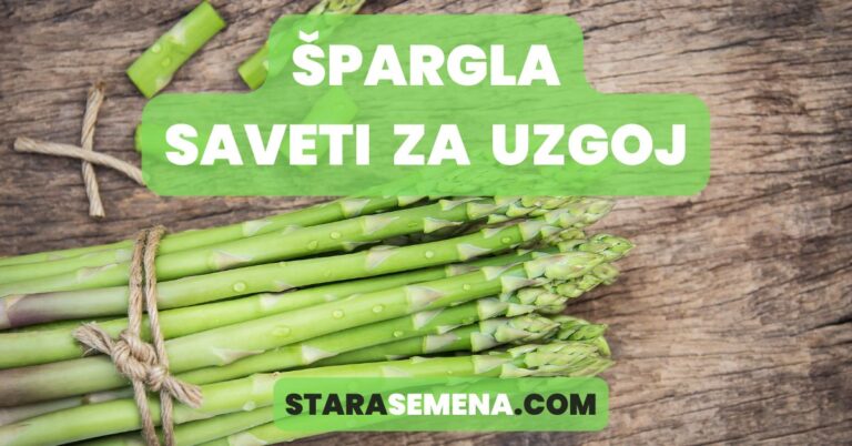 Špargla - Saveti za uzgoj i odabir sorti - Stara Semena